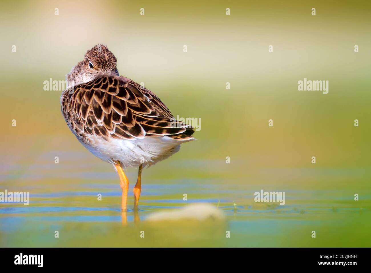 Colorful nature and birds. Common water bird. Colorful nature habitat ...