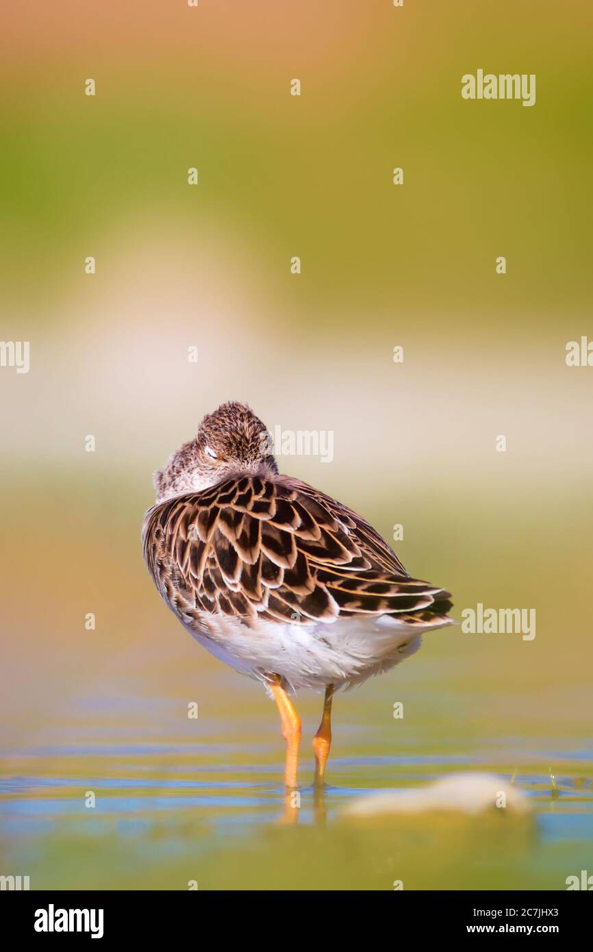 Colorful nature and birds. Common water bird. Colorful nature habitat ...