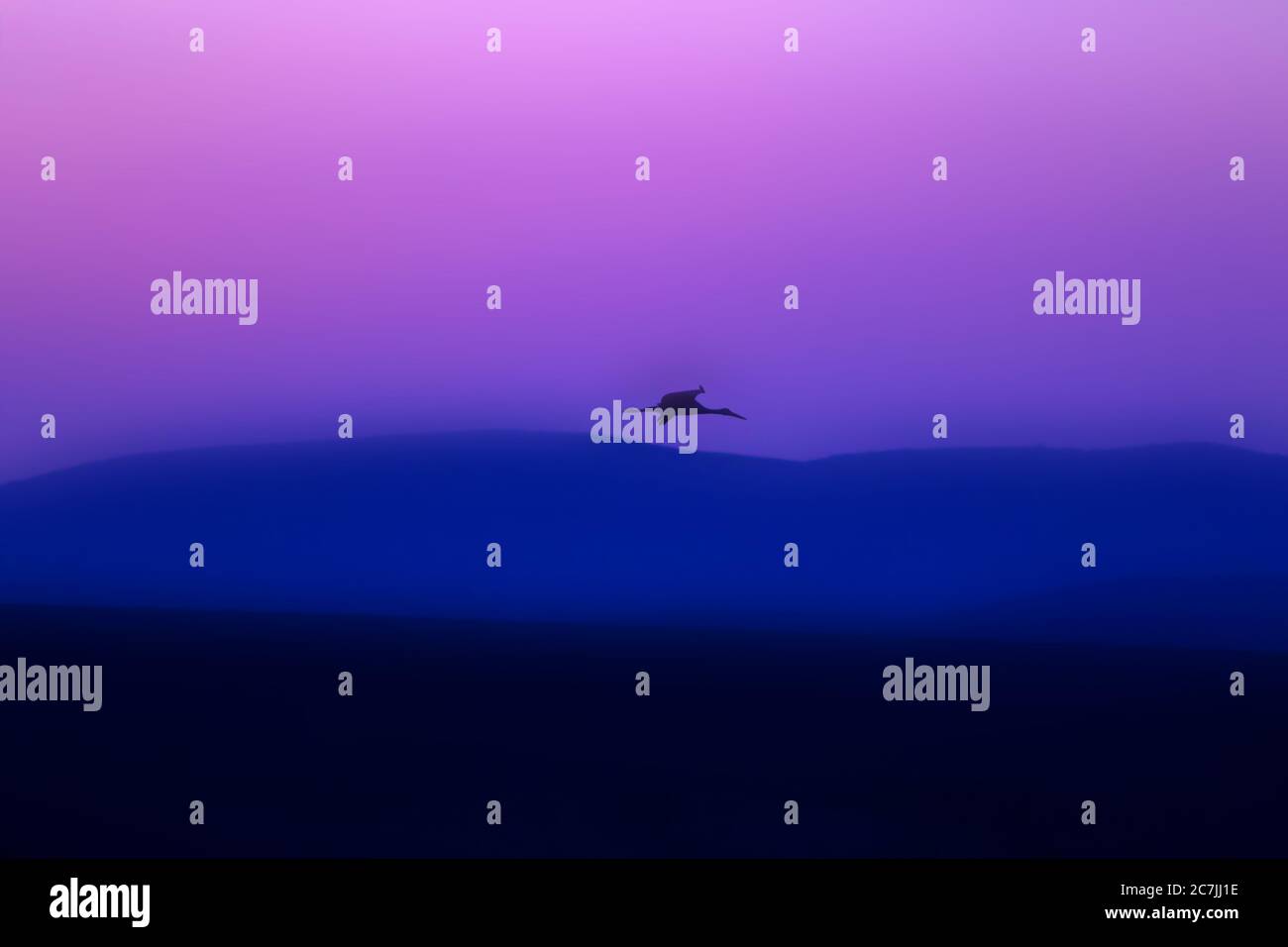 Sunset nature and birds. Colorful sunset nature background Stock Photo ...