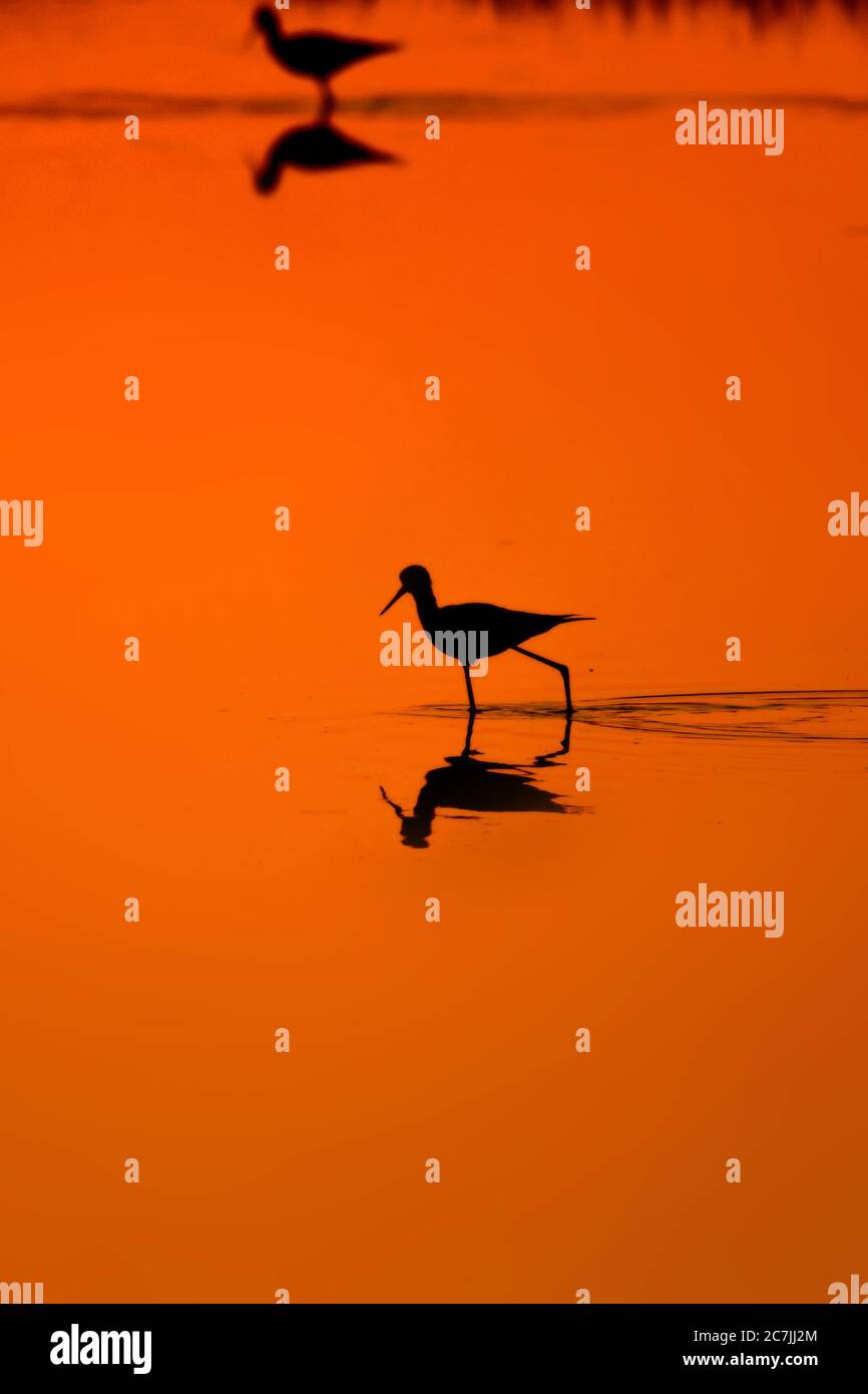 Sunset nature and birds. Colorful sunset nature background Stock Photo ...