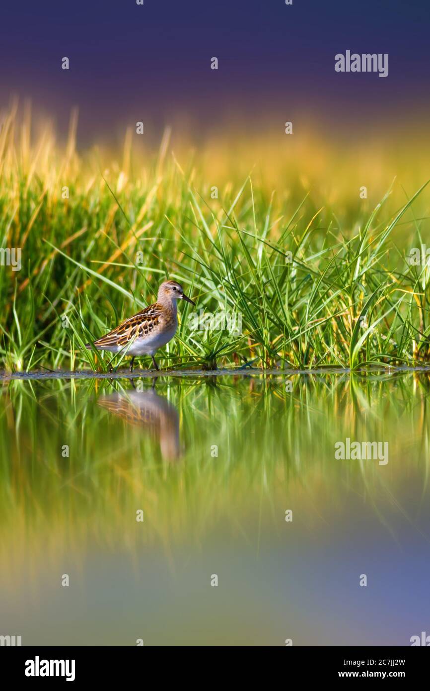 Water and bird. Sandpiper. Colorful nature background. Bird: Wood ...
