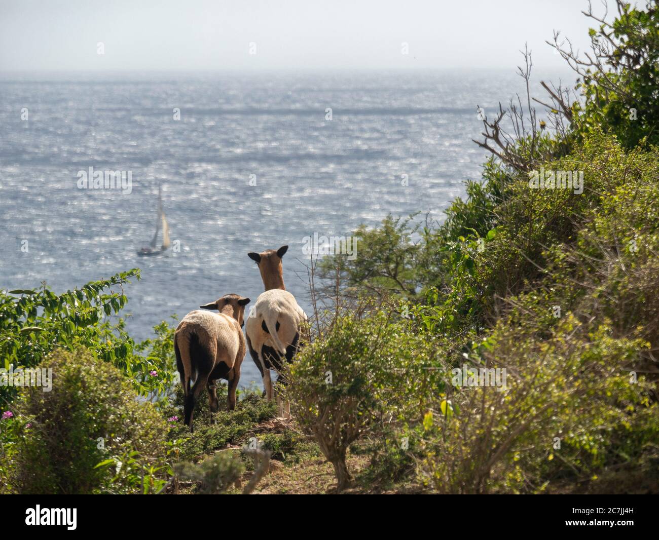 Wild goats in Antigua Stock Photo - Alamy