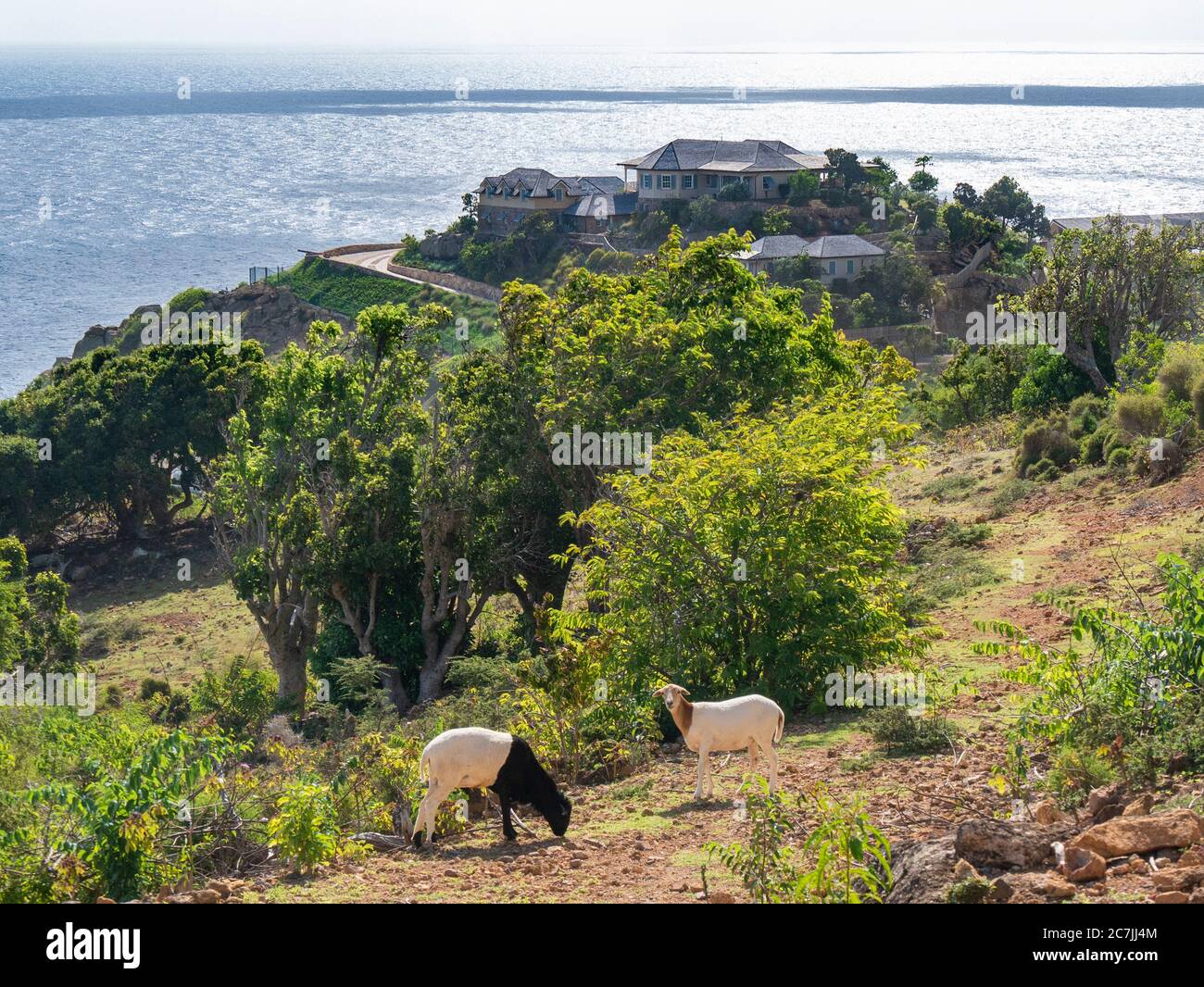 Wild goats in Antigua Stock Photo - Alamy