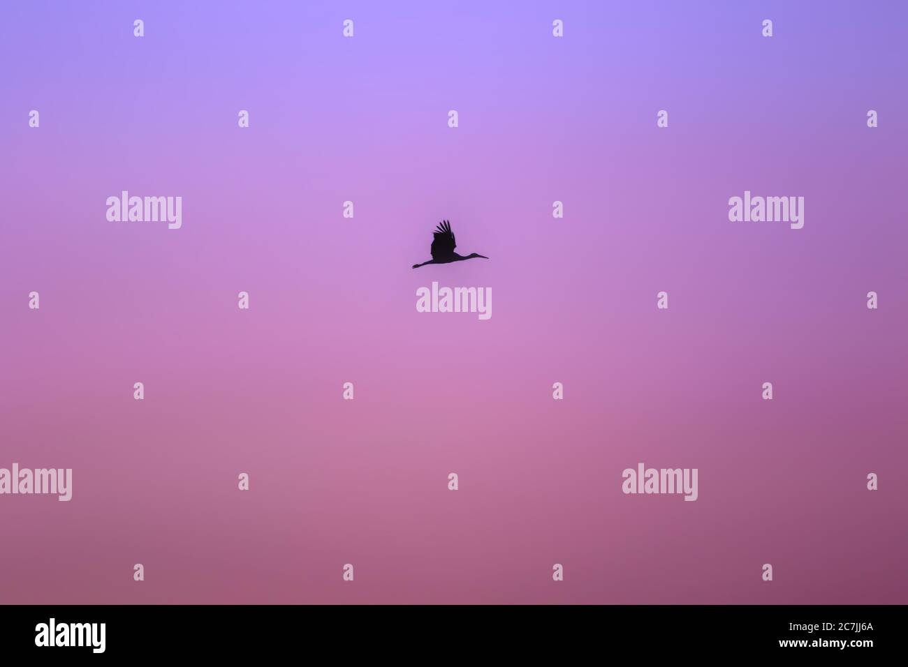 Sunset nature and birds. Colorful sunset nature background Stock Photo ...