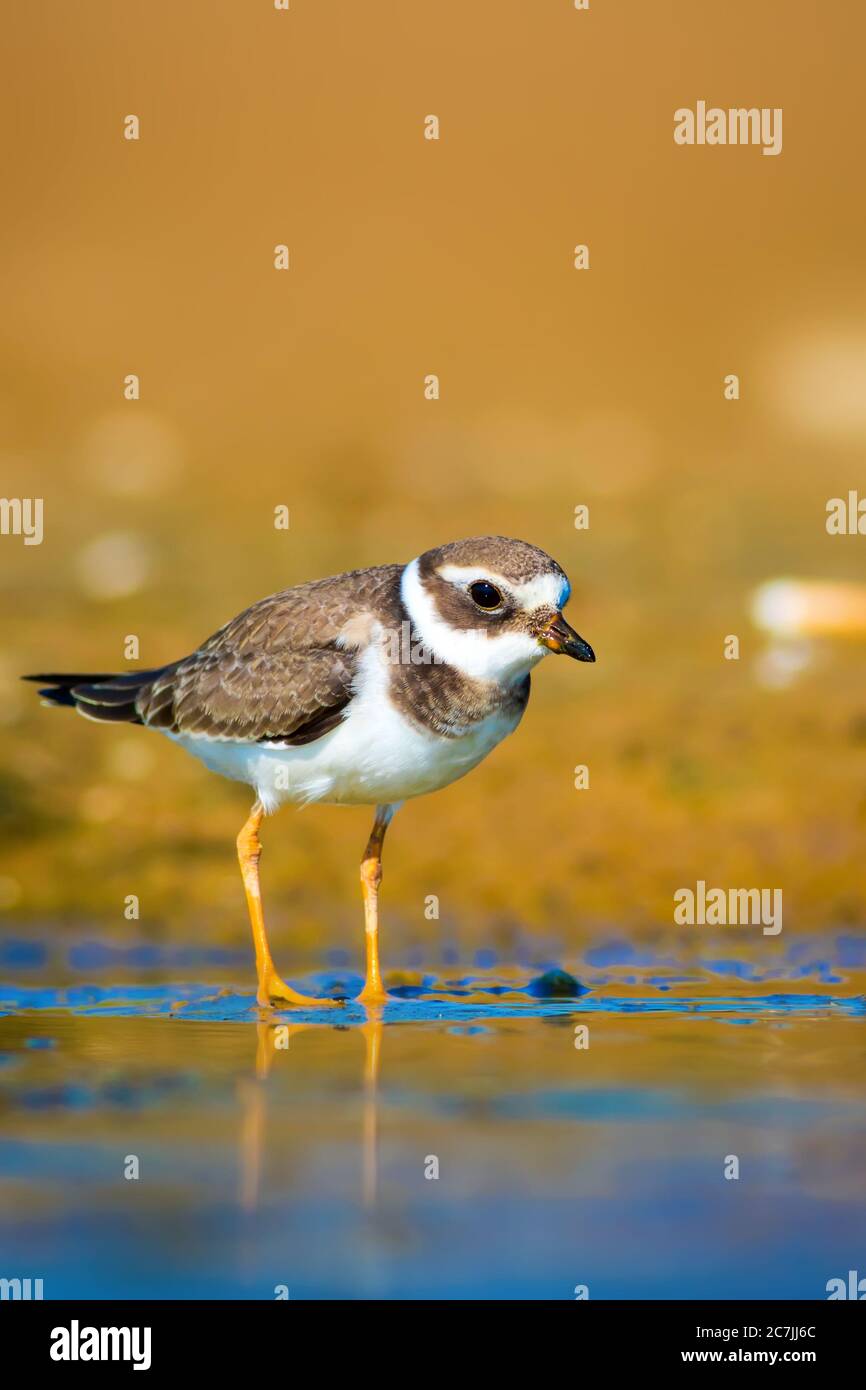 Water nature and birds.. Colorful nature background Stock Photo - Alamy