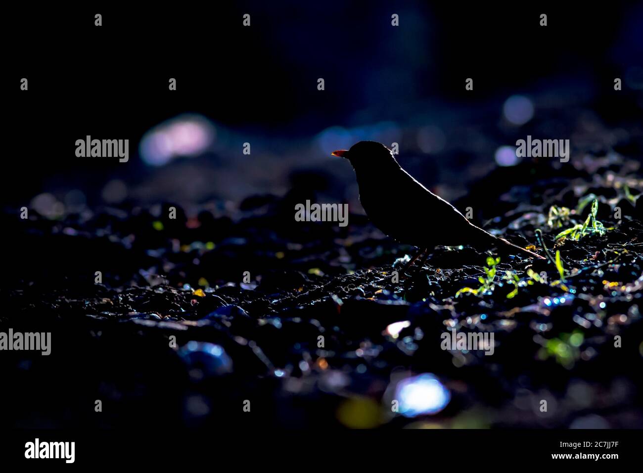 Sunset nature and birds. Sunset colors background Stock Photo - Alamy