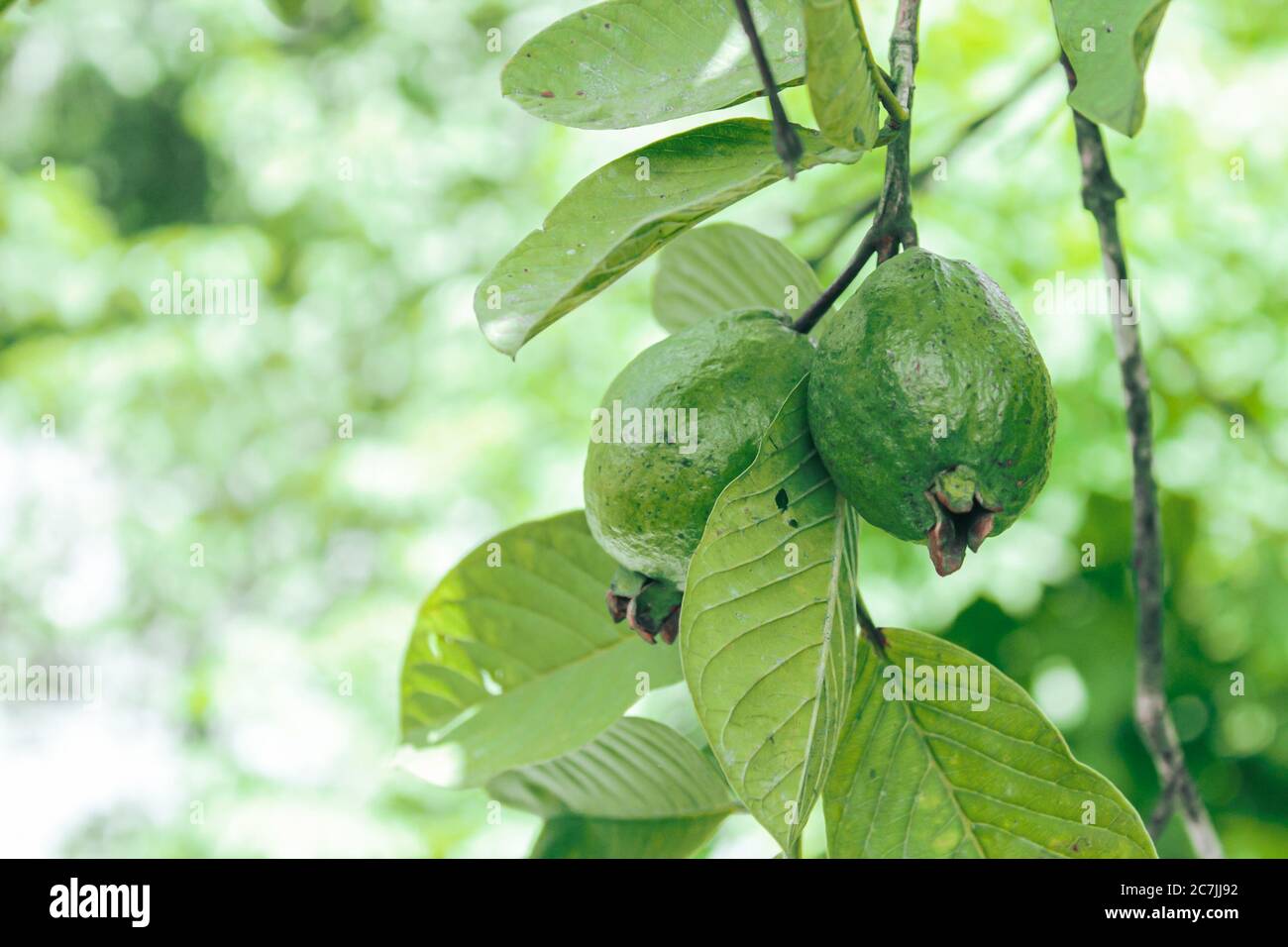 goava's fruit during sunlight, and bangladeshi agriculture Stock Photo ...