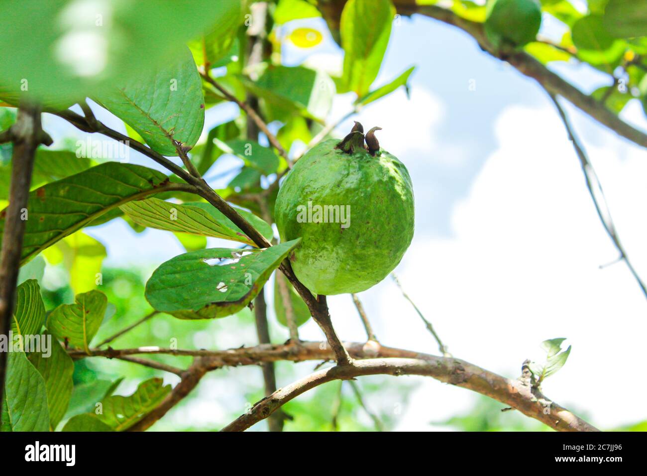 Fruit watrmelon hi-res stock photography and images - Alamy