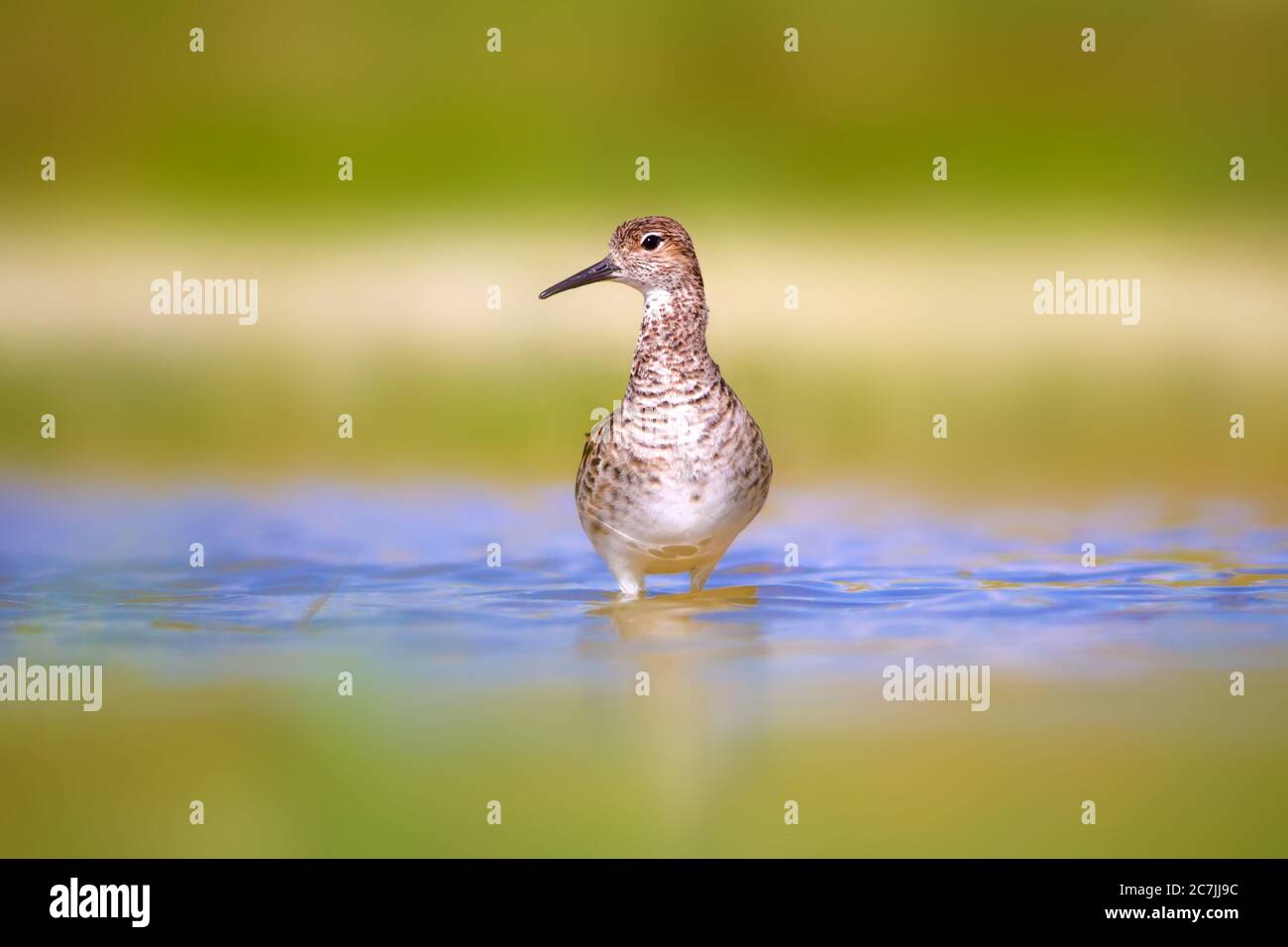 Colorful nature and birds. Common water bird. Colorful nature habitat ...