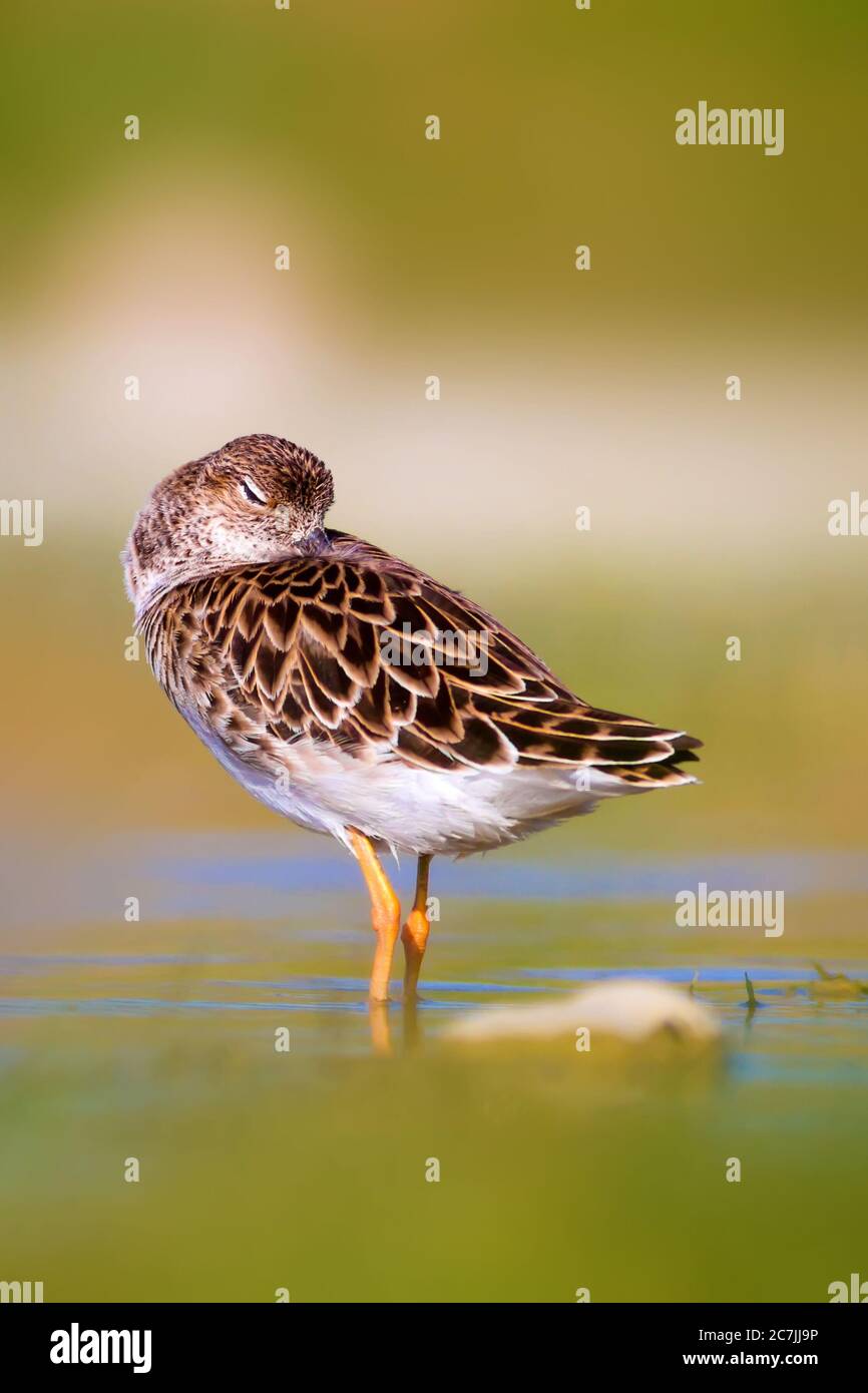 Water nature and birds.. Colorful nature background Stock Photo - Alamy