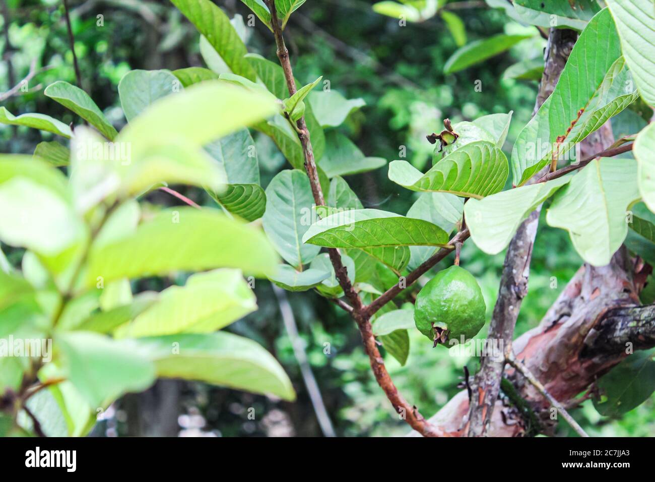 goava tree and goava Stock Photo - Alamy