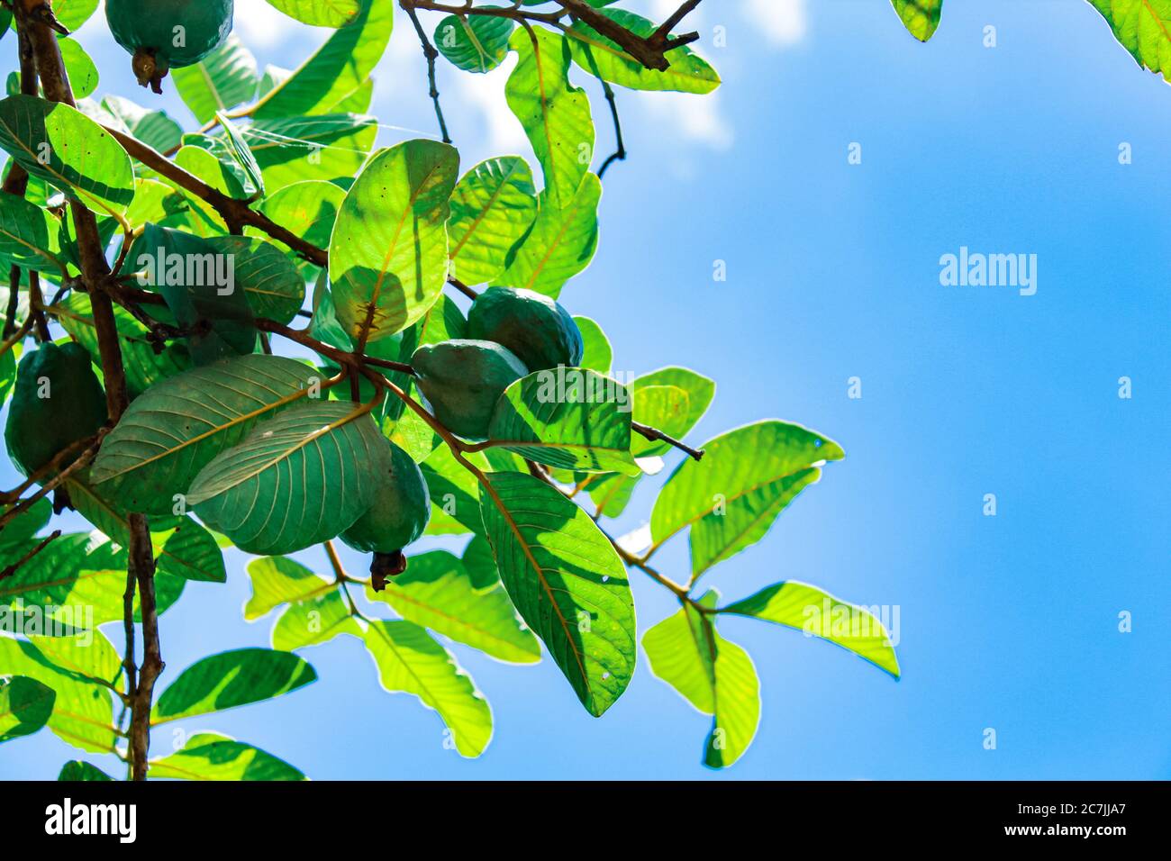A goava tree with blue sky Stock Photo - Alamy