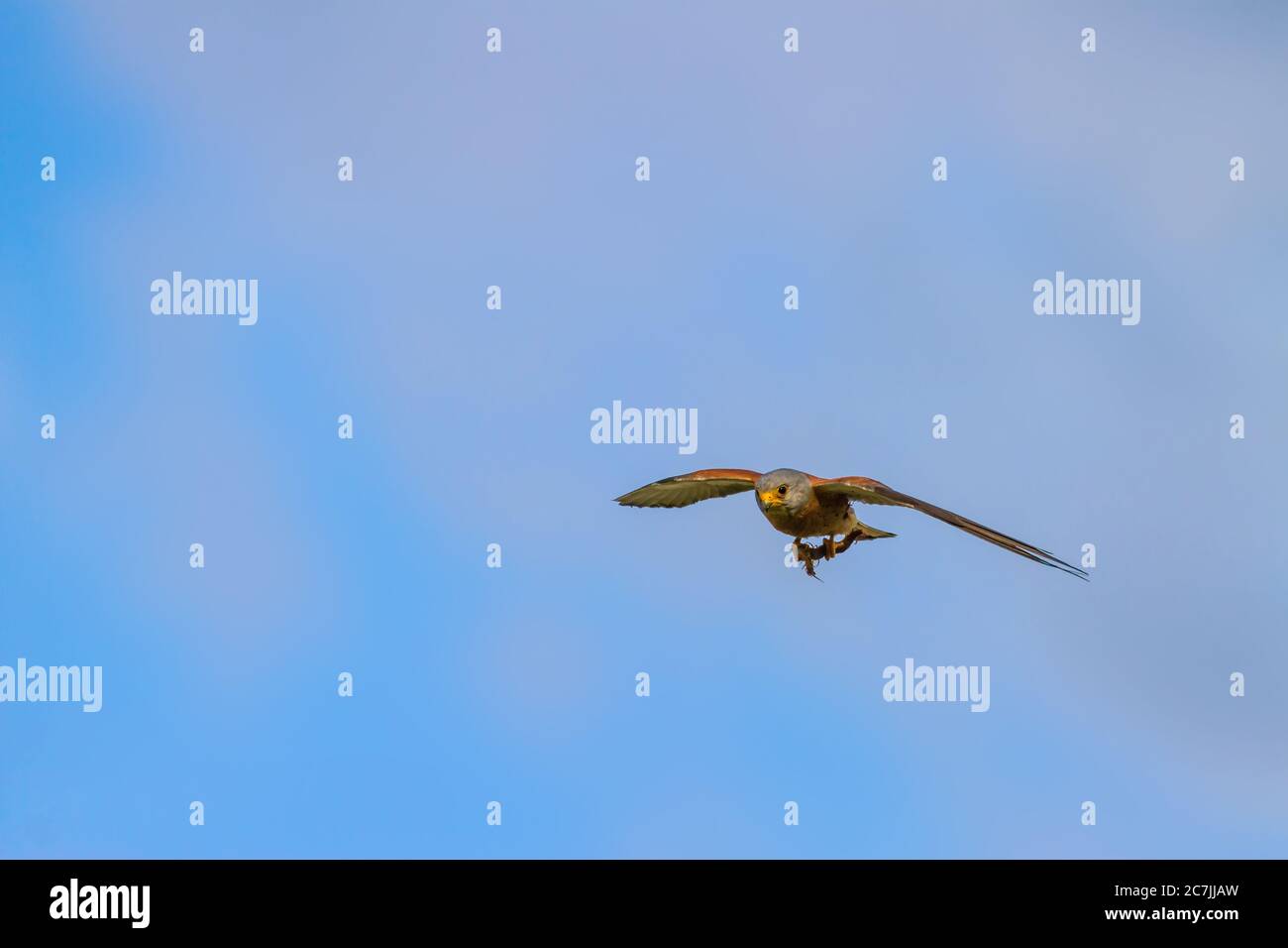 Flying falcon with hunt. Bird: Lesser Kestrel. Falco naumanni Stock ...