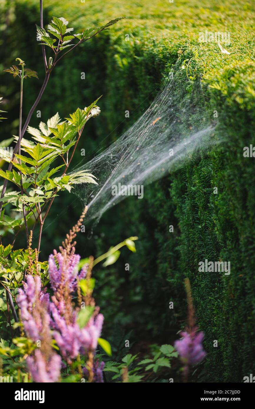 Hedge spider hi-res stock photography and images - Alamy