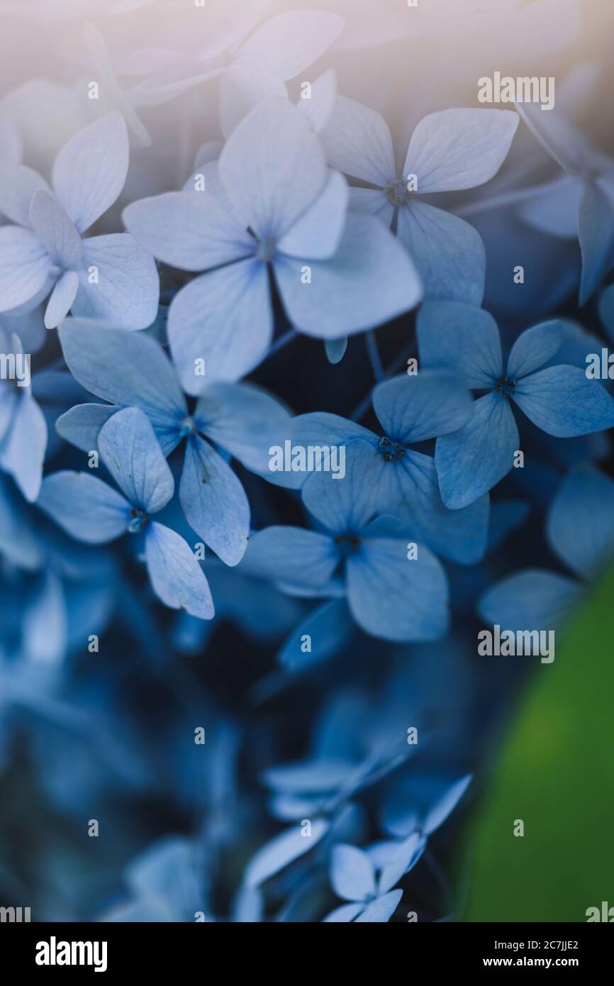 Blue color hydrangeas hi-res stock photography and images - Alamy