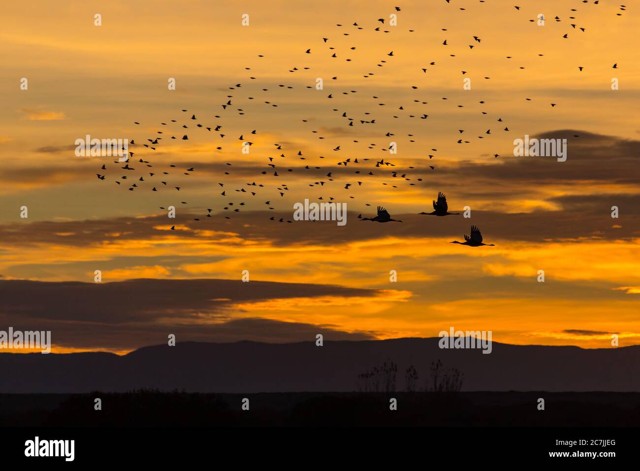 Predawn bird hi-res stock photography and images - Alamy
