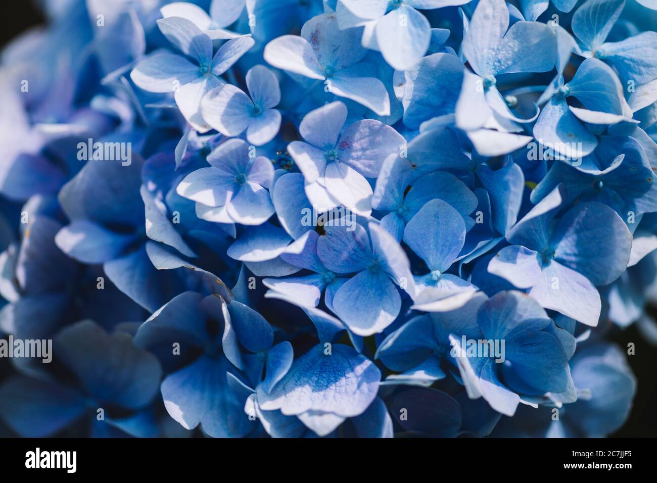 Blue color hydrangeas hi-res stock photography and images - Alamy