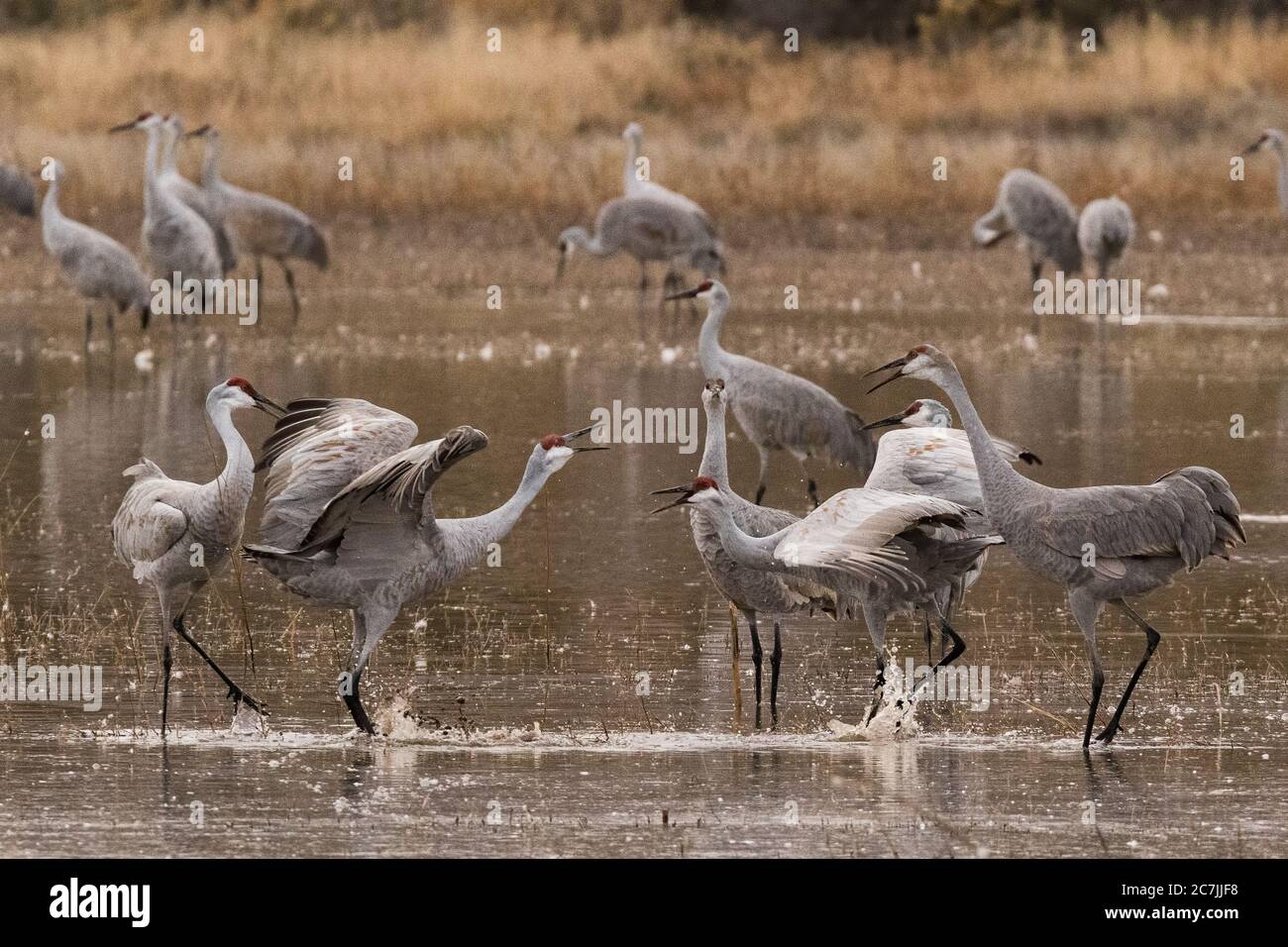 Male and female Sandhill Cranes, Antigone canadensis, engage in a ...