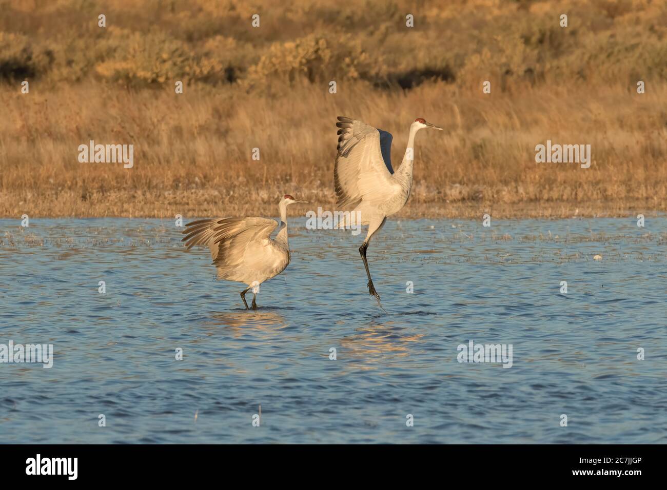 Male and female Sandhill Cranes, Antigone canadensis, engage in a ...
