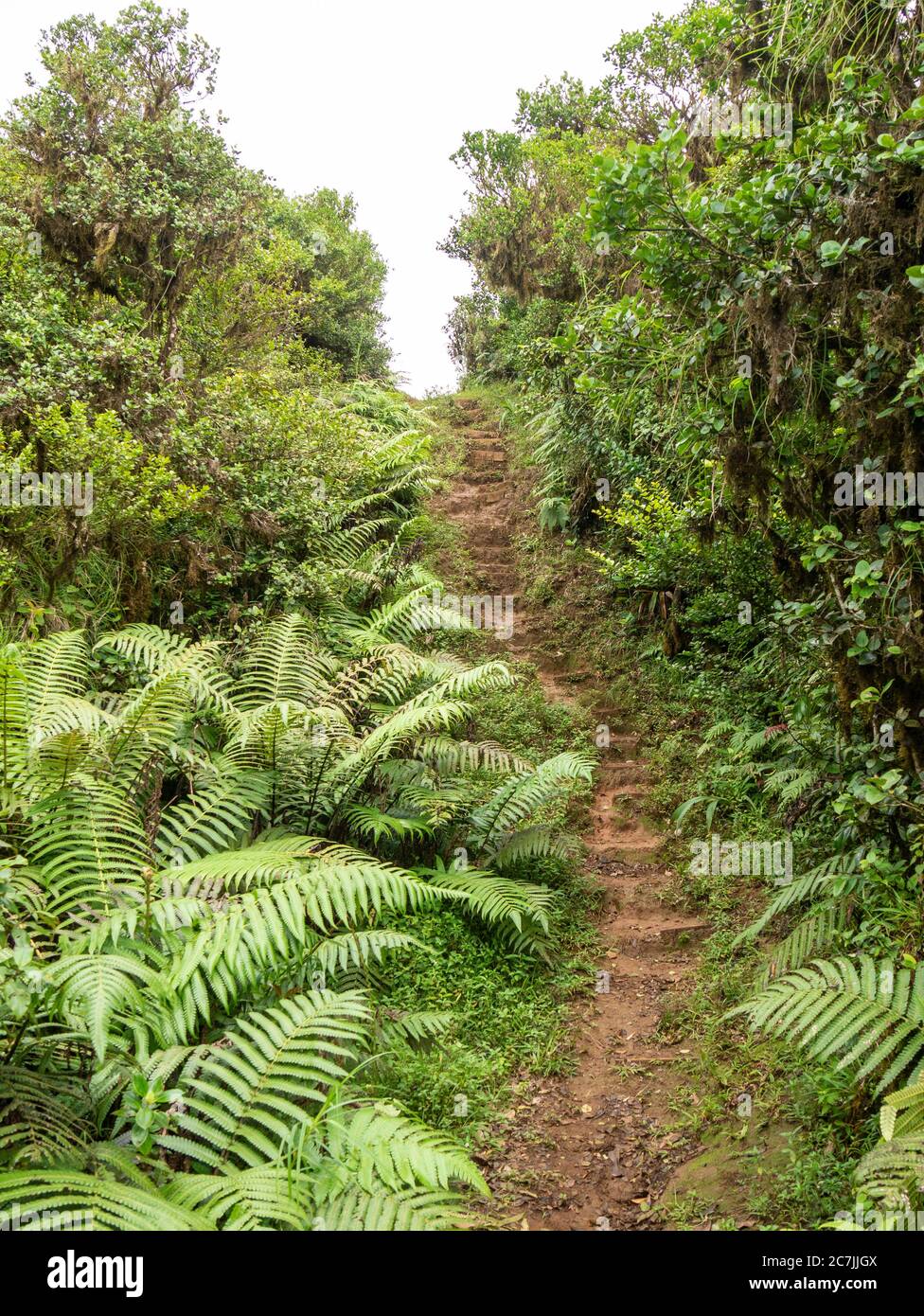 Loamy path on Mount Qua Qua, Grenada Stock Photo - Alamy