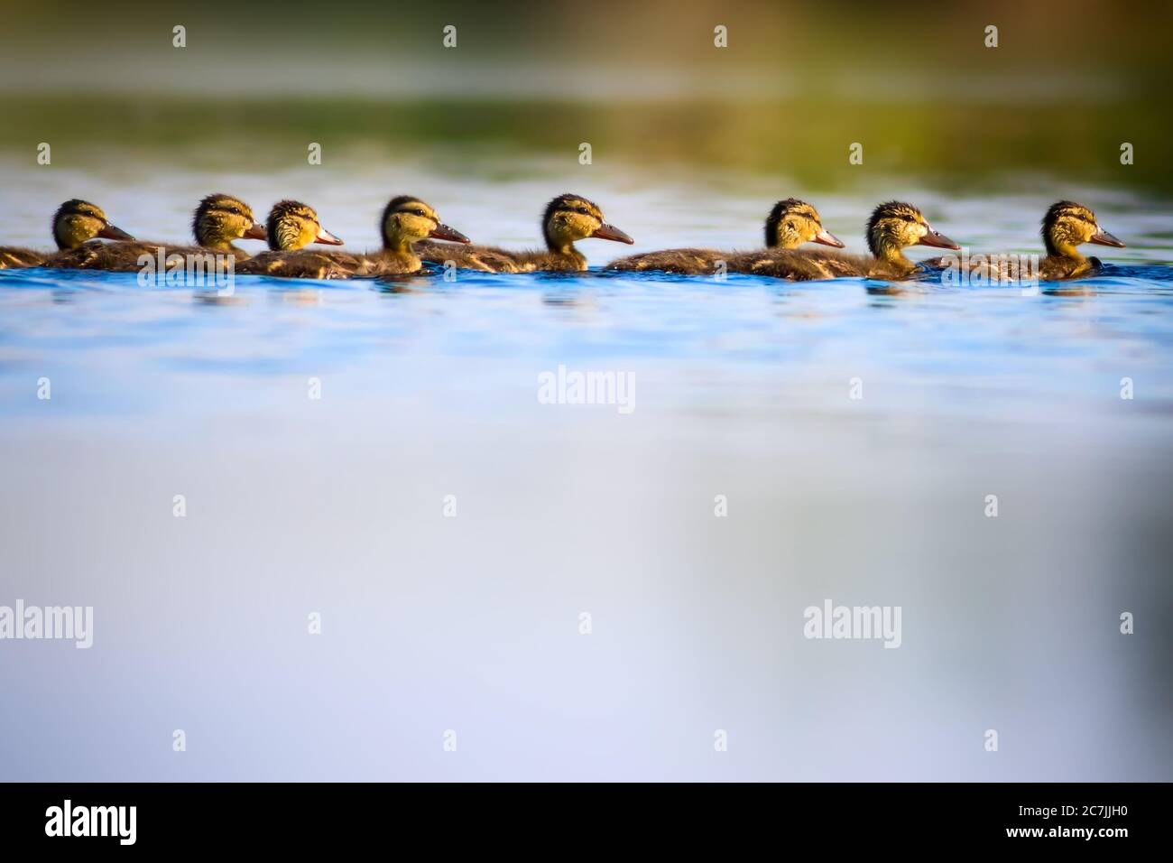 Water nature and birds. Colorful nature background Stock Photo - Alamy