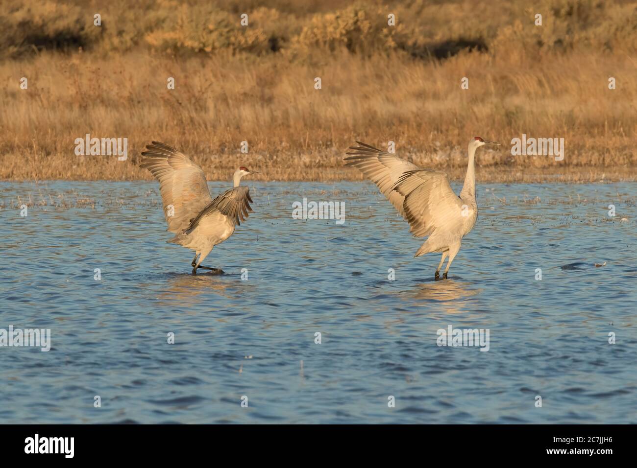 Male and female Sandhill Cranes, Antigone canadensis, engage in a ...