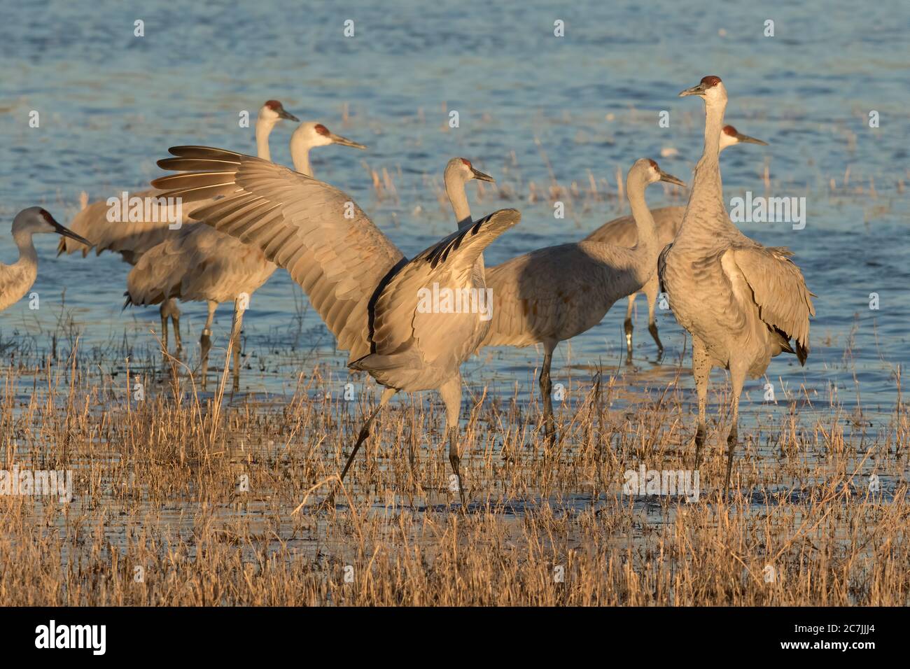 Male and female Sandhill Cranes, Antigone canadensis, engage in a ...