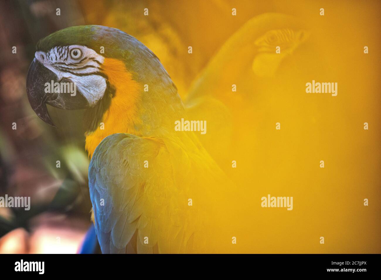 Blue and Yellow Macaw (Ara ararauna), portrait, Amazon, Manaus, Brazil ...