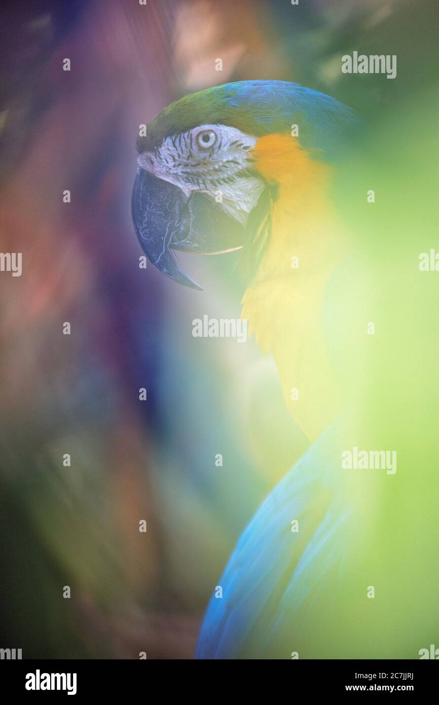 Blue and Yellow Macaw (Ara ararauna), portrait, Amazon, Manaus, Brazil ...