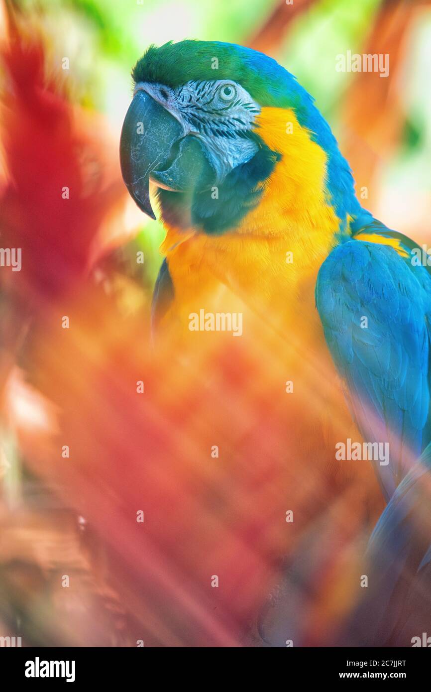 Blue and Yellow Macaw (Ara ararauna), portrait, Amazon, Manaus, Brazil ...