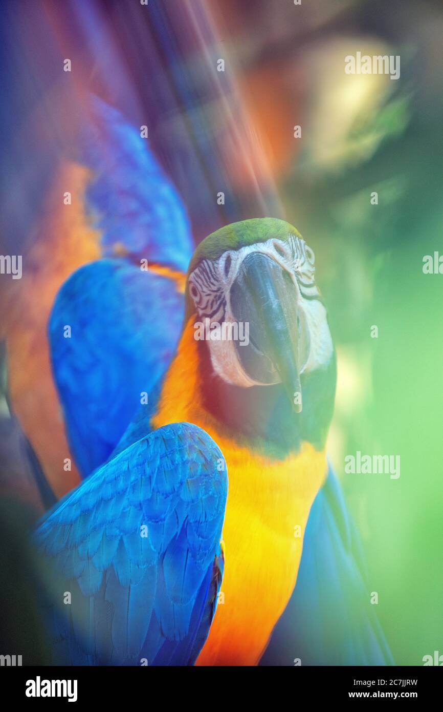 Blue and Yellow Macaw (Ara ararauna), portrait, Amazon, Manaus, Brazil ...