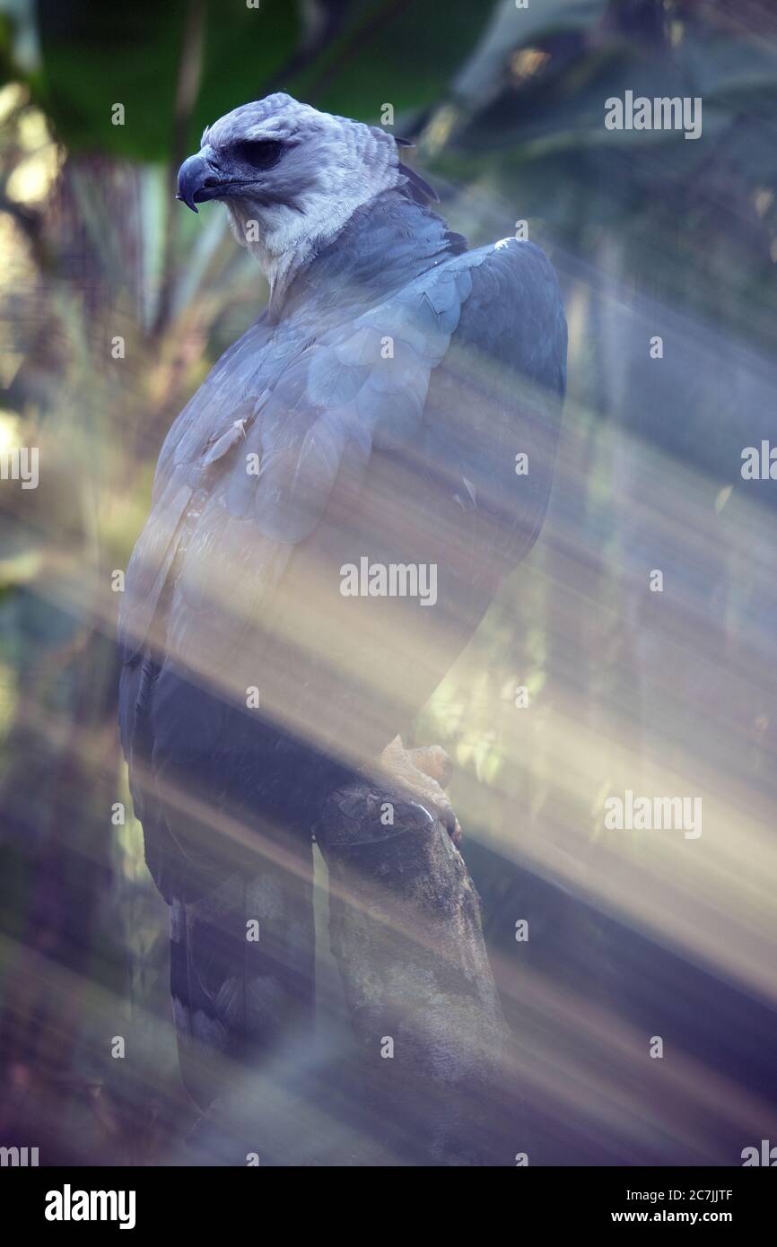 Harpia harpyia hi-res stock photography and images - Alamy