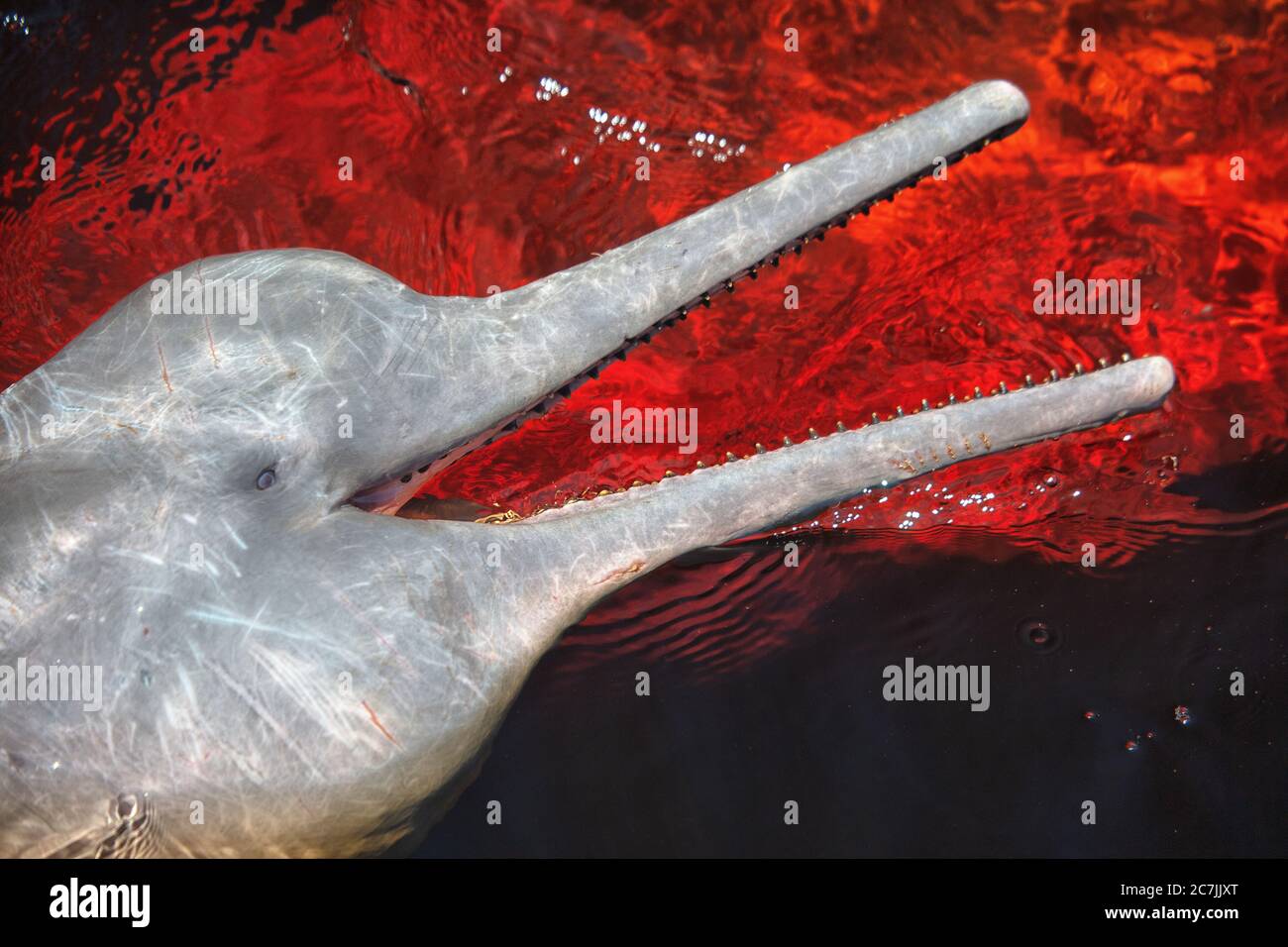 People feed the famous pink dolphinium (Boto Rosa) in Amazonas, Brazil ...