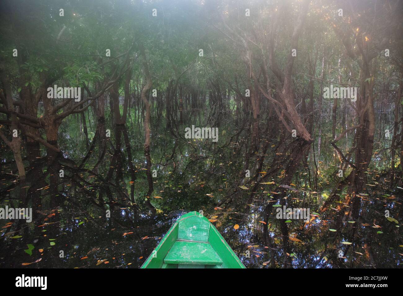 Canoeing making its way through the thick vegetation in the Amazon ...