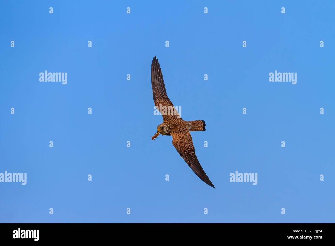 Flying falcon with hunt. Bird: Lesser Kestrel. Falco naumanni Stock ...