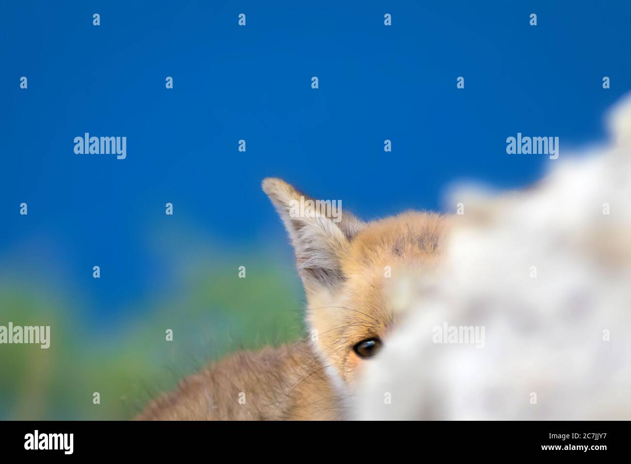 Cute Fox. Nature Background Stock Photo - Alamy