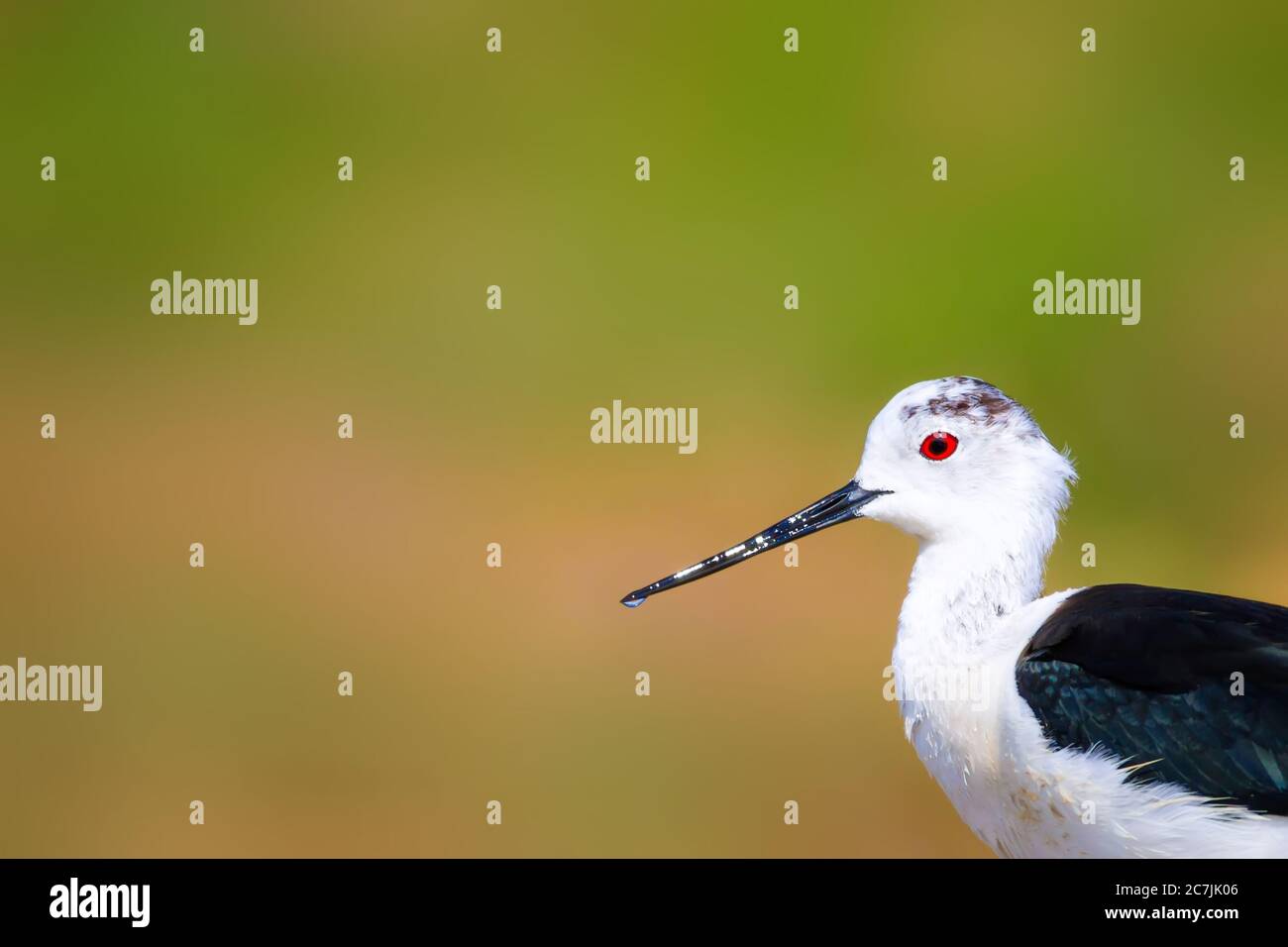 Common water bird. Natural Background. Bird: Black winged Stilt ...