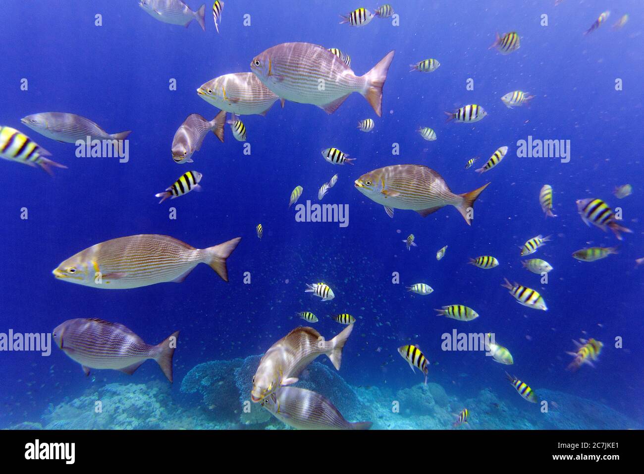 Philippines, Balicasag Island, Pangalo Reef, fishes Swimming Among Reef ...
