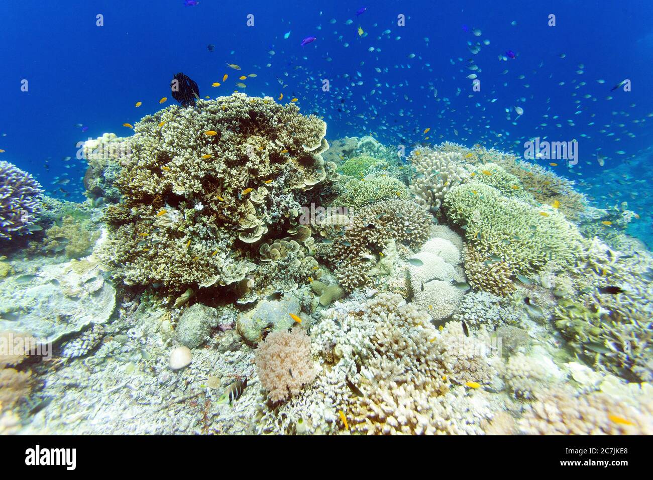 Philippines, Balicasag Island, Pangalo Reef Stock Photo - Alamy