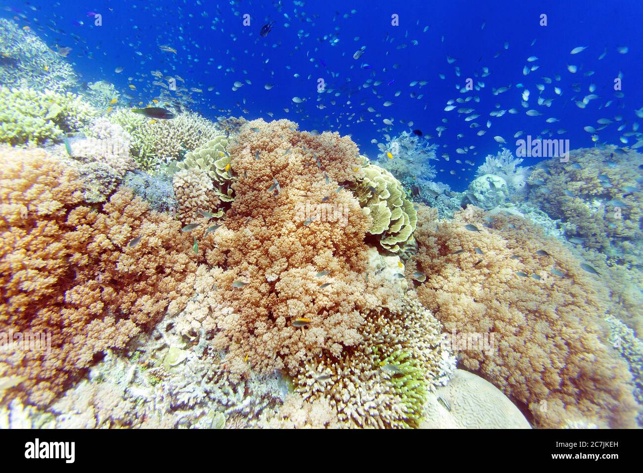 Philippines, Balicasag Island, Pangalo Reef Stock Photo - Alamy