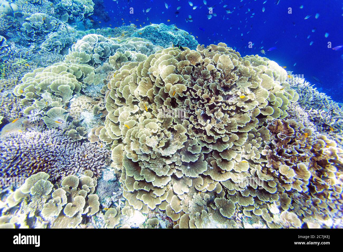 Philippines, Balicasag Island, Pangalo Reef Stock Photo - Alamy