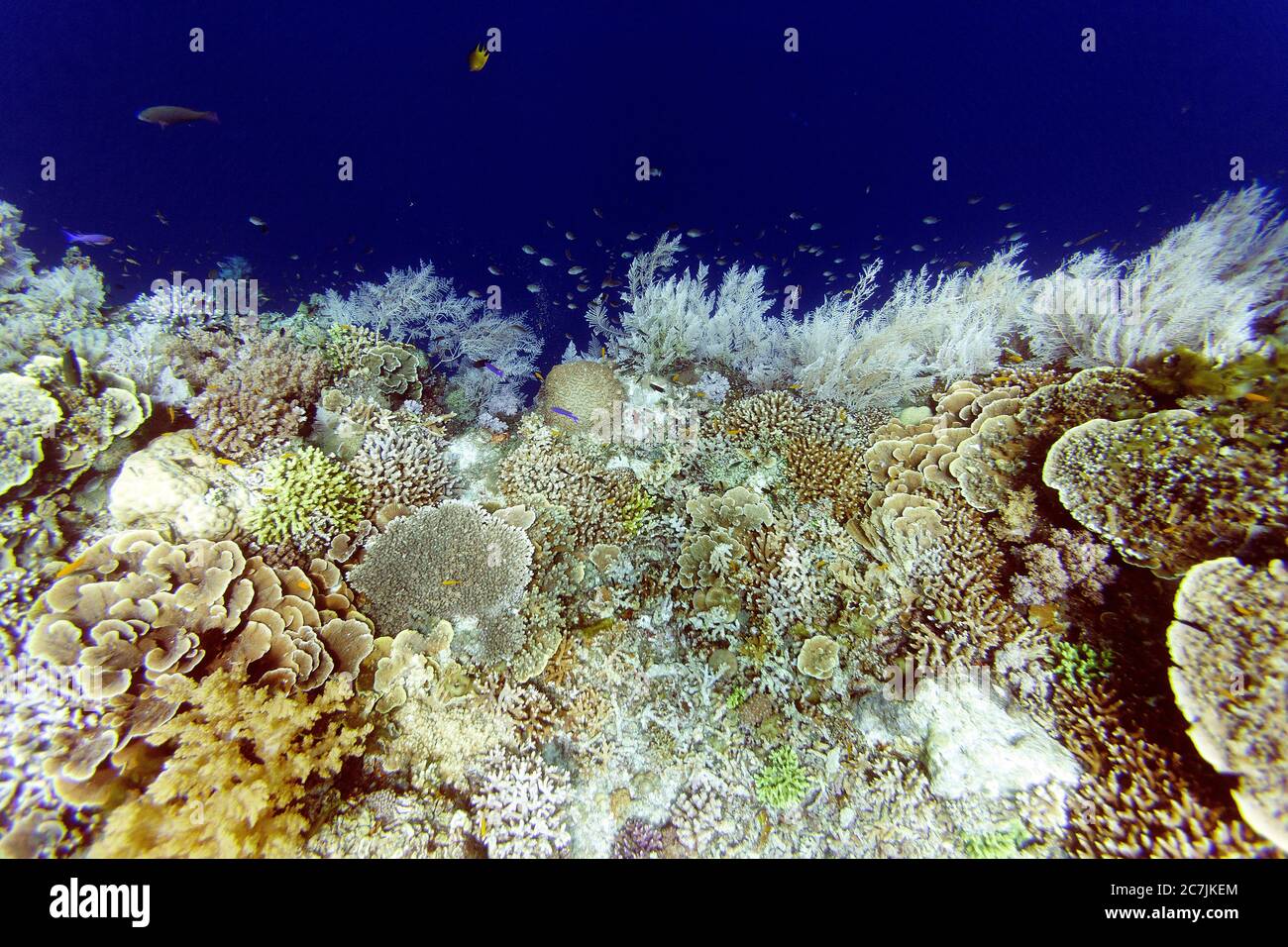 Philippines, Balicasag Island, Pangalo Reef Stock Photo - Alamy