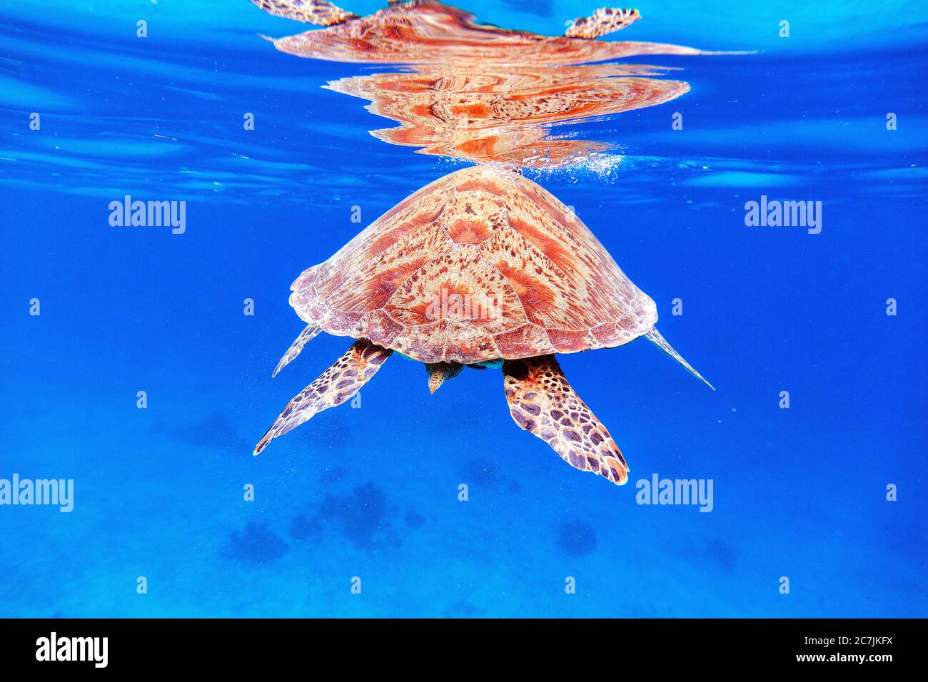 Chelonia sp hi-res stock photography and images - Alamy