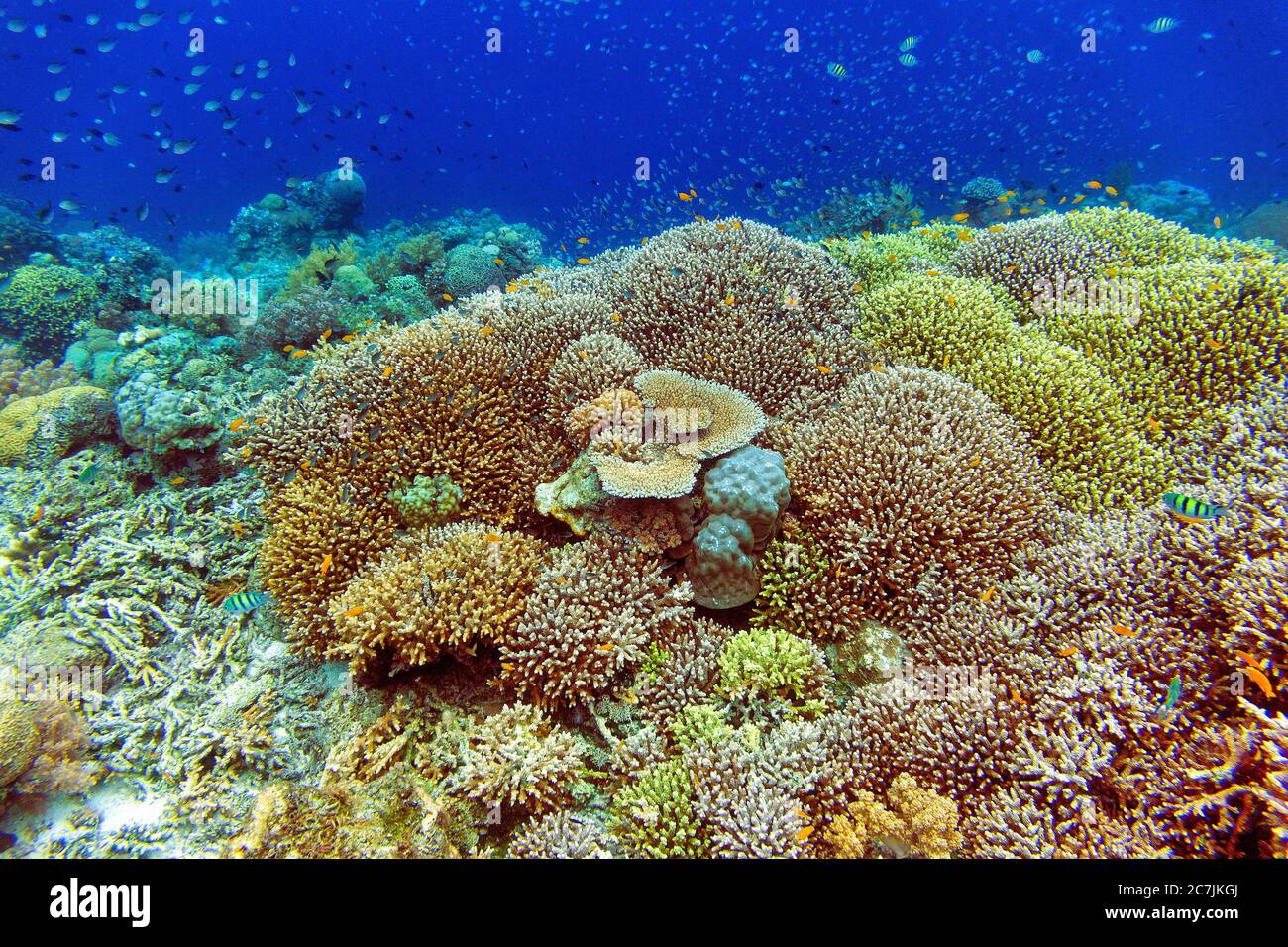 Philippines, Balicasag Island, Pangalo Reef Stock Photo - Alamy