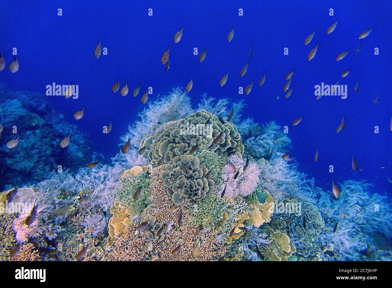 Philippines, Balicasag Island, Pangalo Reef, fishes Swimming Among Reef ...