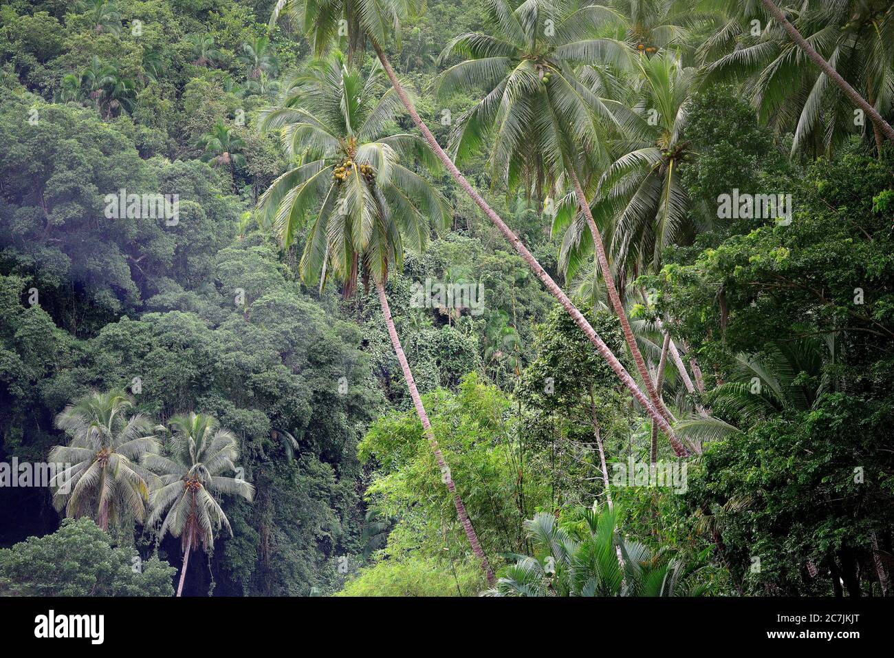 Loboc River, Bohol, Central Visayas, Philippines Stock Photo - Alamy