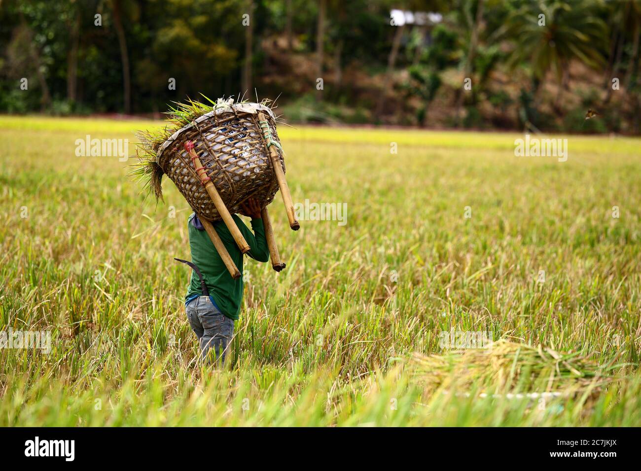 Man working on paddy fields in front of Chocolate Hills Stock Photo - Alamy