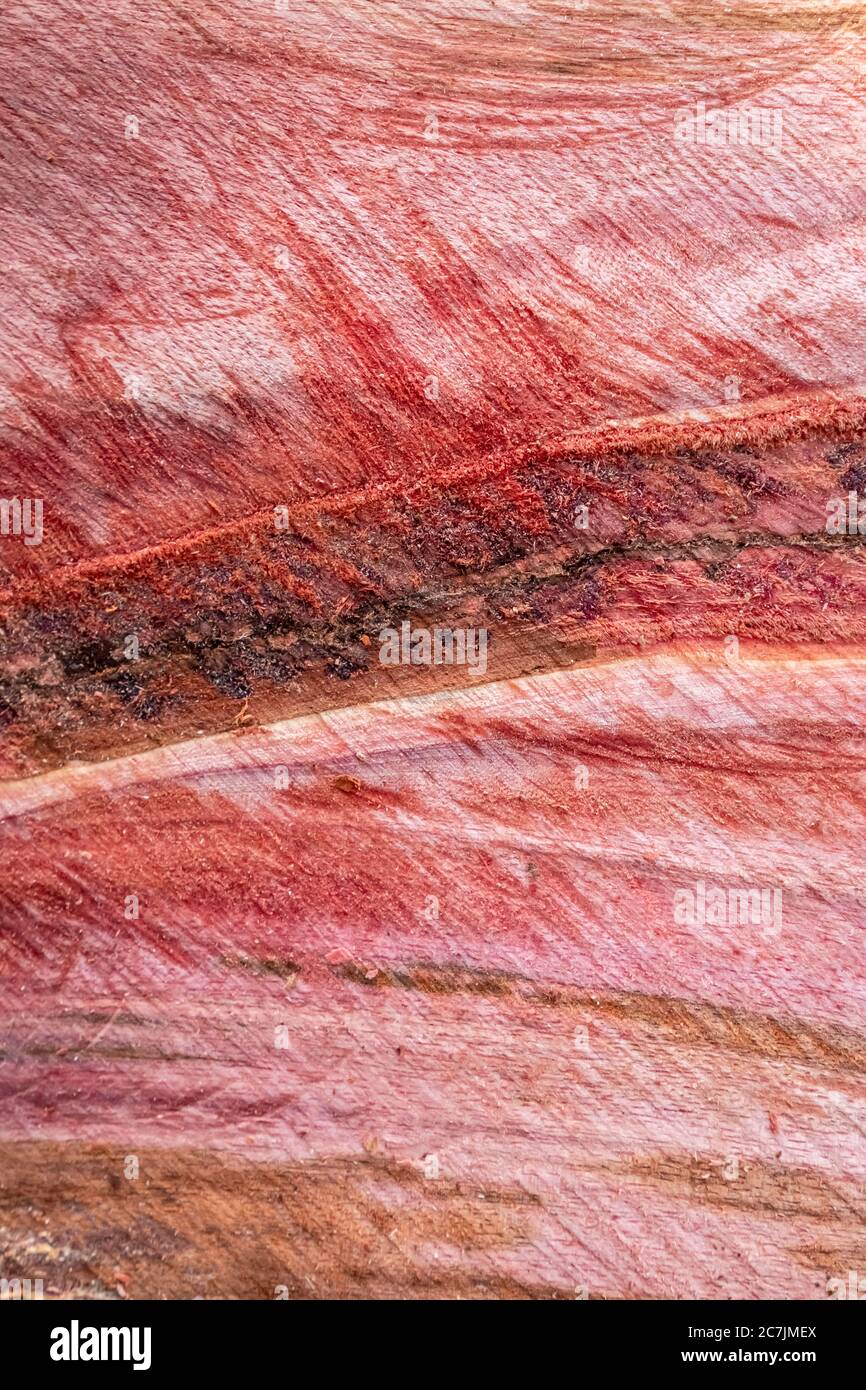 Abstract new wood texture background fresh cut from big tree Stock ...