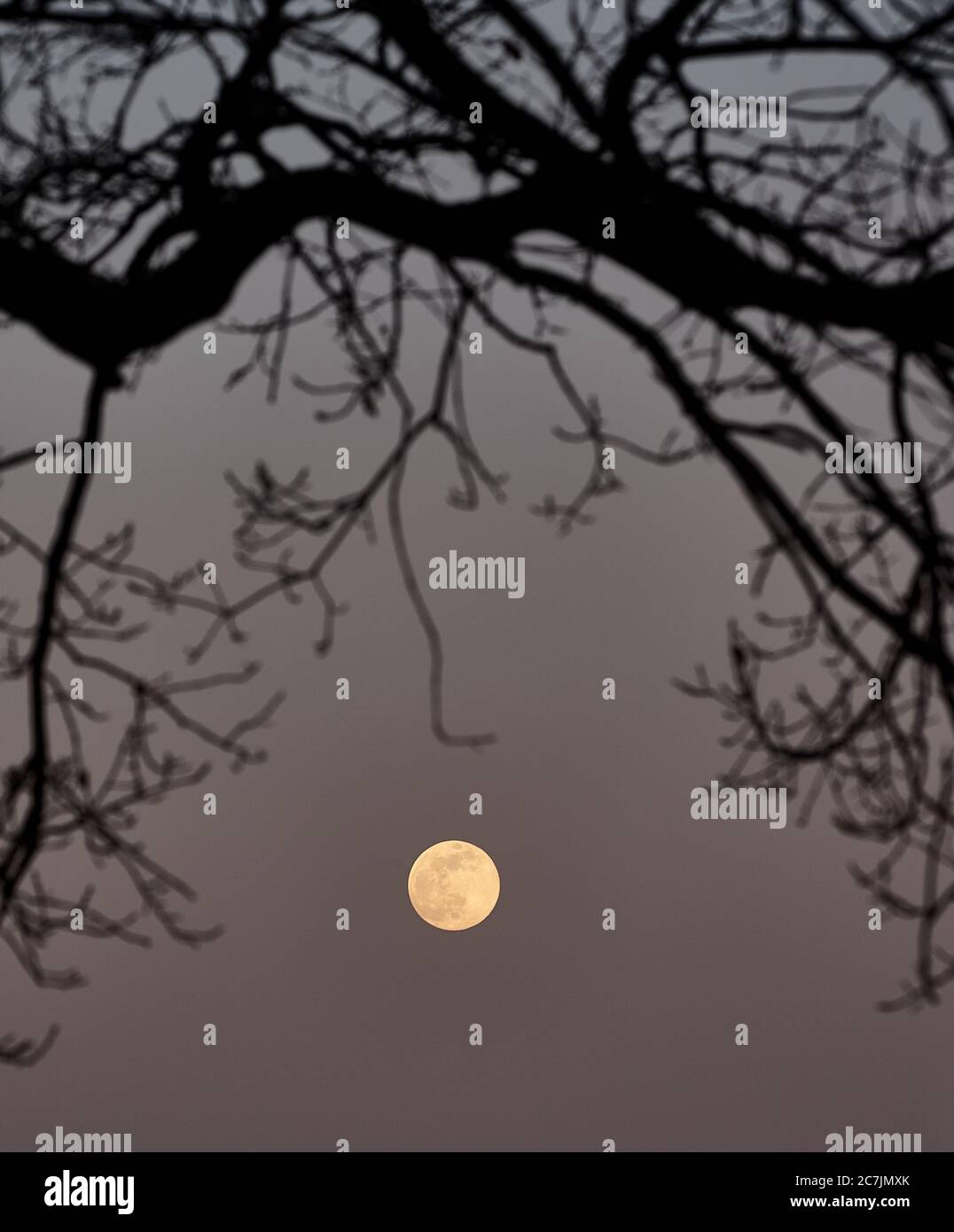 Full moon, branch, trees, shine Stock Photo - Alamy