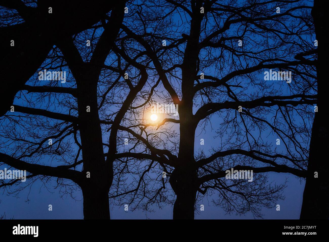 Full moon, branch, trees, shine Stock Photo - Alamy